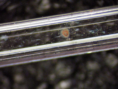 Fiber Water Stain Cleaning Procedure - UConn PAN