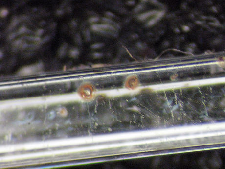 Fiber Water Stain Cleaning Procedure - UConn PAN